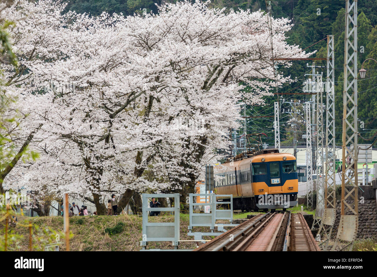 Train and Cherry Blossoms, Kanagawa, Japan Stock Photo - Alamy