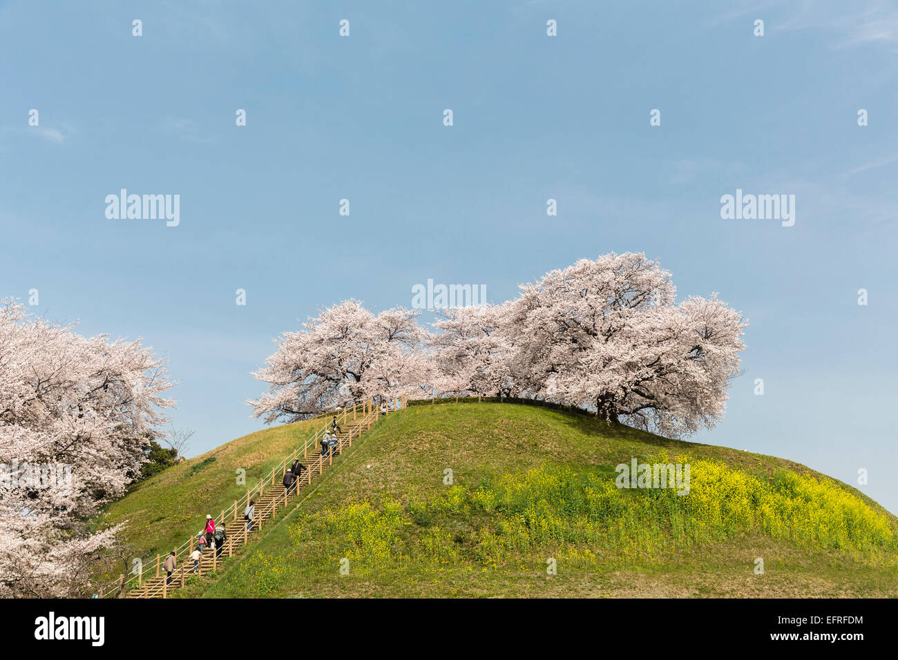 Cherry Blossoms Trees at Sakitama Kofun Park, Saitama, Japan Stock ...