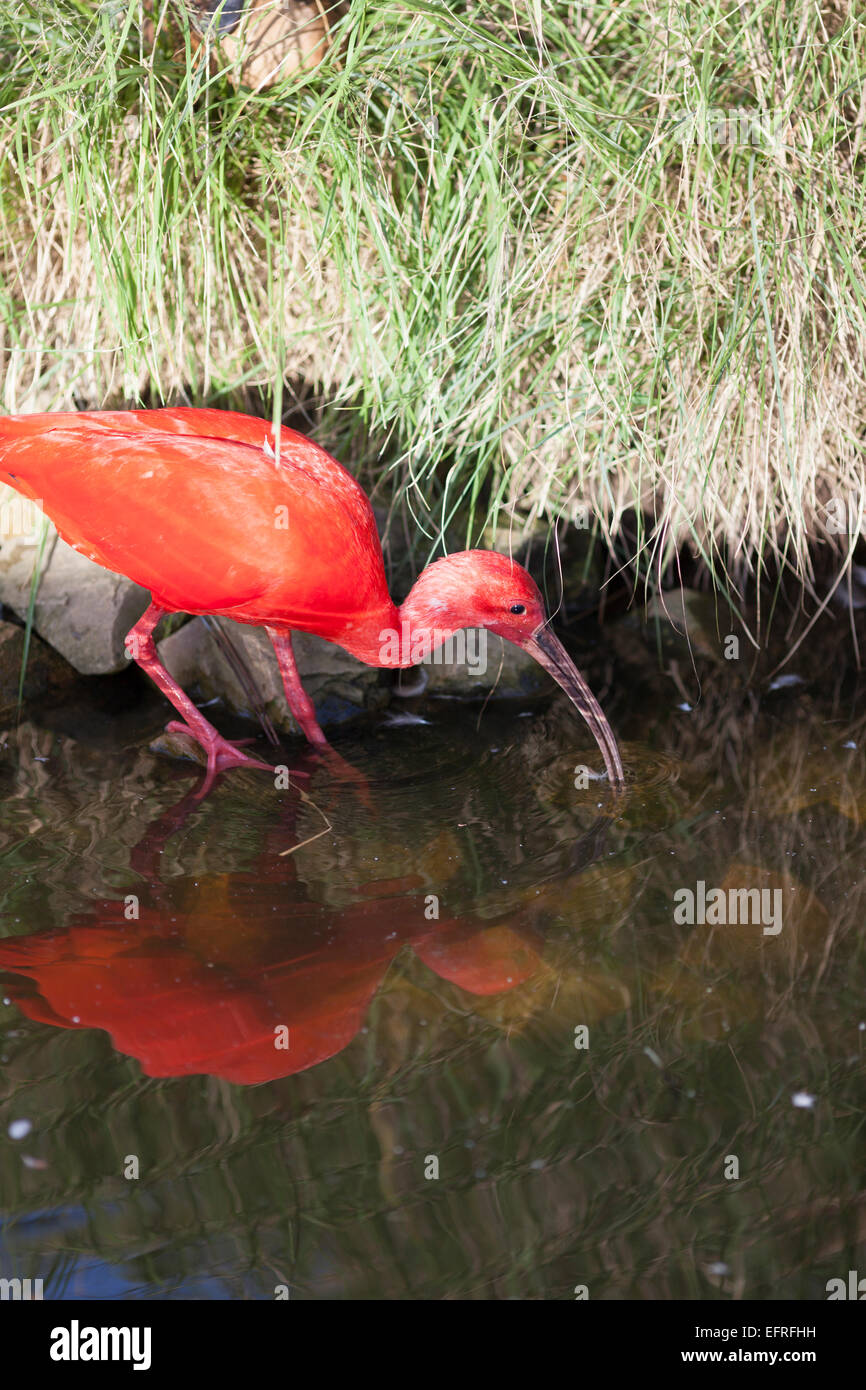Birds of eden hi-res stock photography and images - Alamy