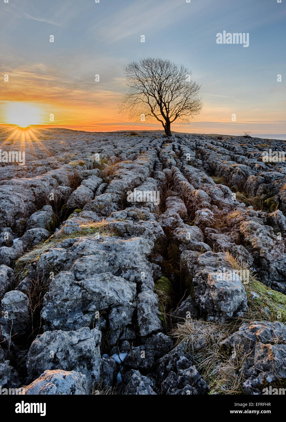 Lone tree malham yorkshire dales hi-res stock photography and images ...