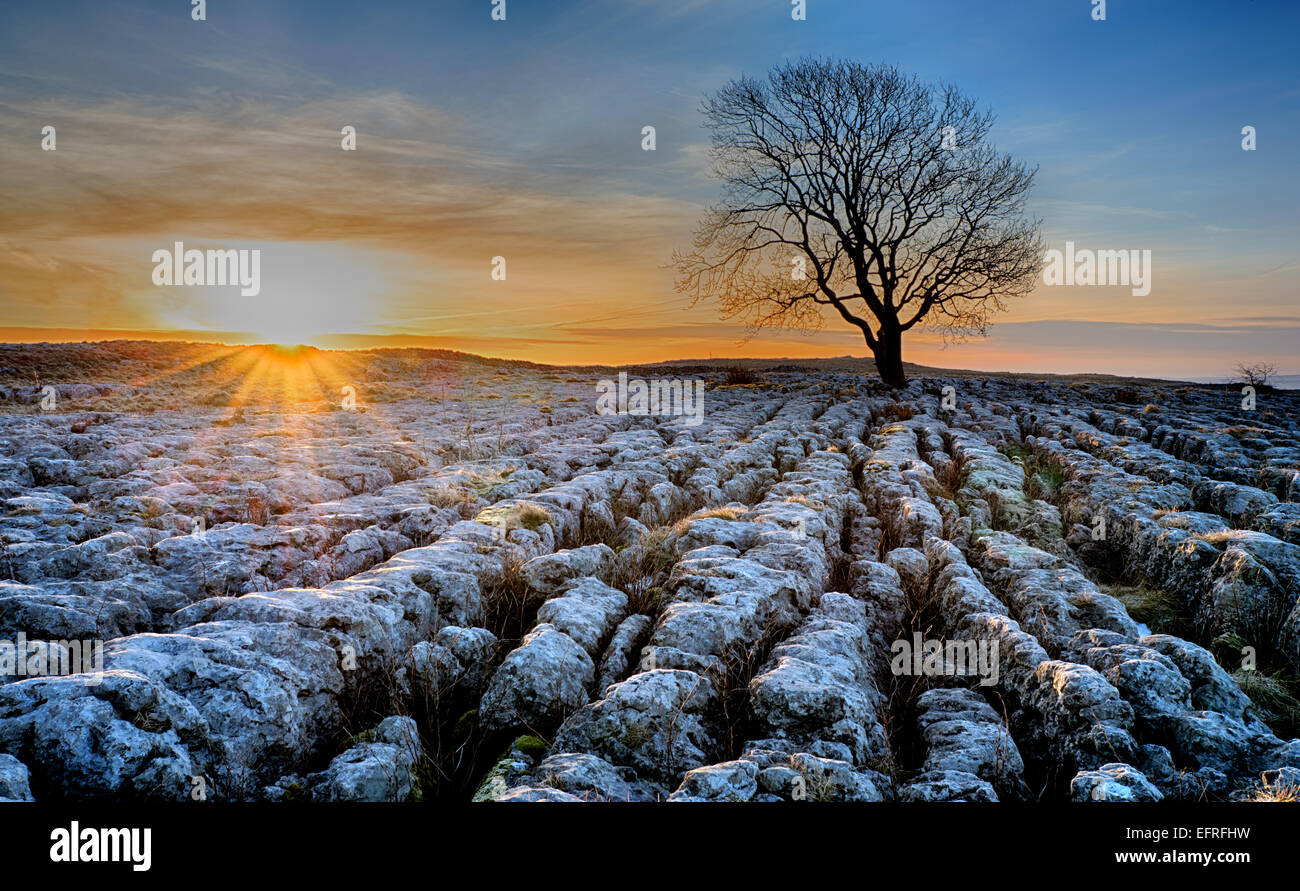 Lone tree at malham hi-res stock photography and images - Alamy