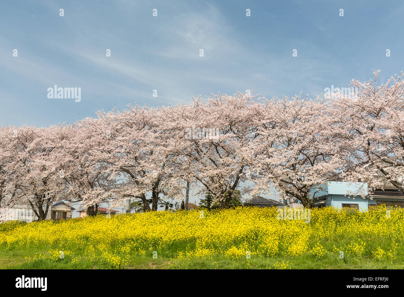Cherry Blossoms and Field Mustard, Saitama, Japan Stock Photo - Alamy