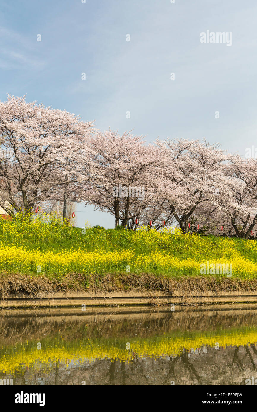 Cherry Blossoms and Field Mustard, Saitama, Japan Stock Photo - Alamy
