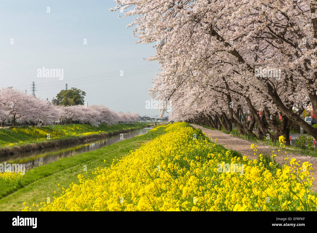 Cherry Blossoms and Field Mustard, Saitama, Japan Stock Photo - Alamy