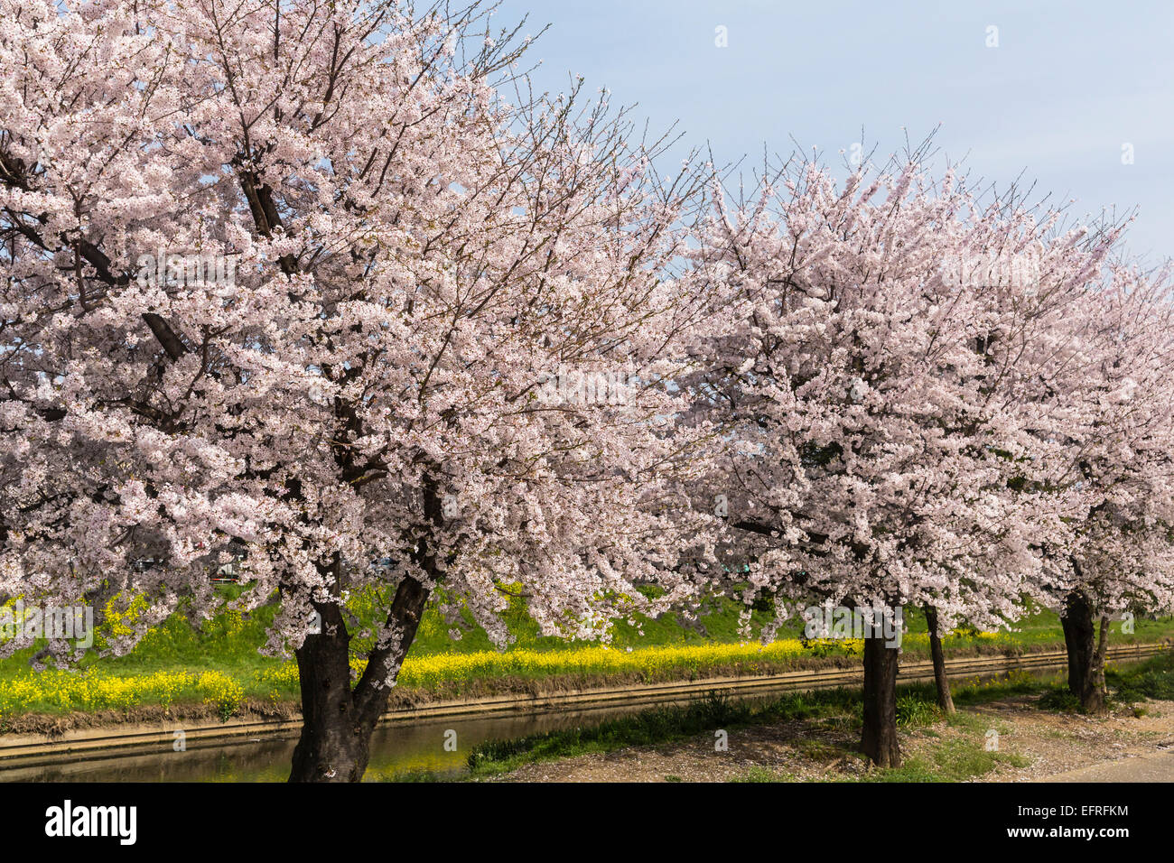 Cherry Blossoms and Field Mustard, Saitama, Japan Stock Photo - Alamy
