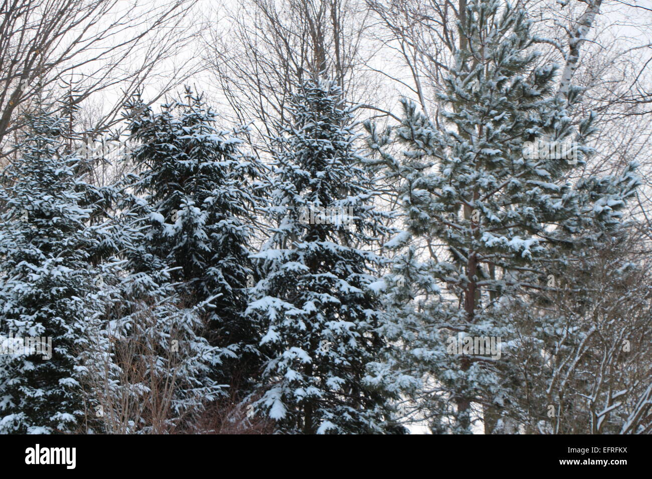 color image;color images;color image;color images;conifer;conifer tree ...