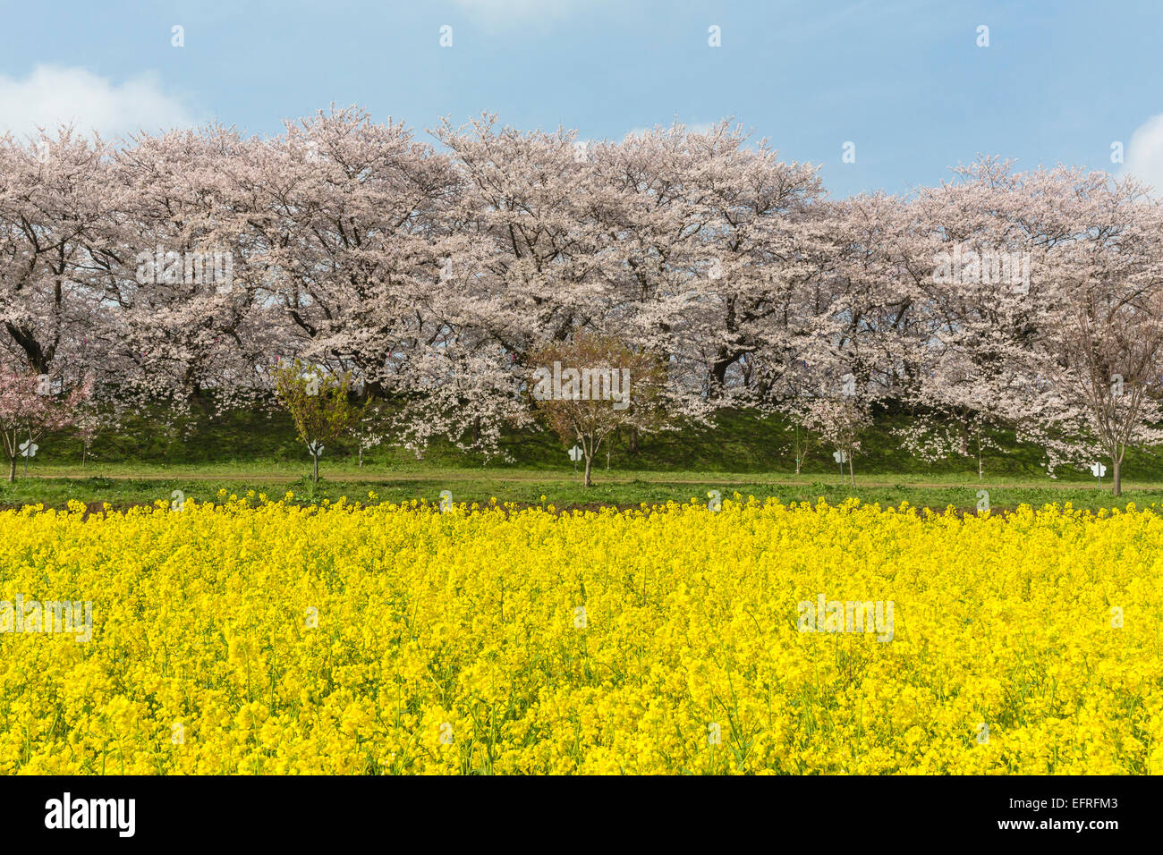 Tsutsumi Plant High Resolution Stock Photography and Images - Alamy