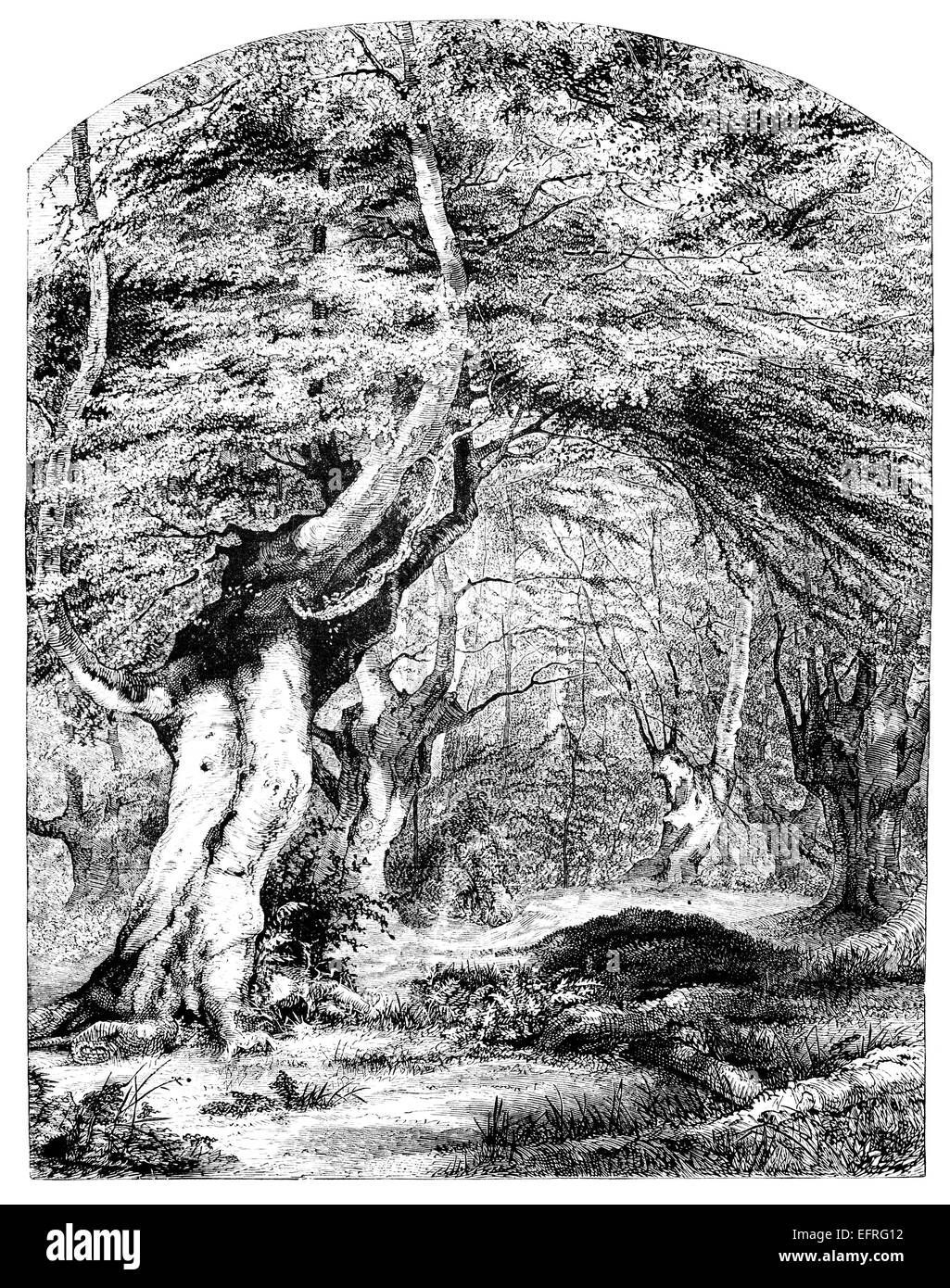 Ancient English forest, photographed from a book 'English Pictures ...