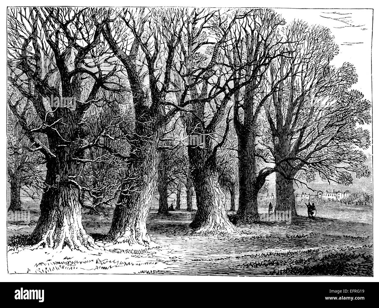 Forest trees drawing hi-res stock photography and images - Alamy