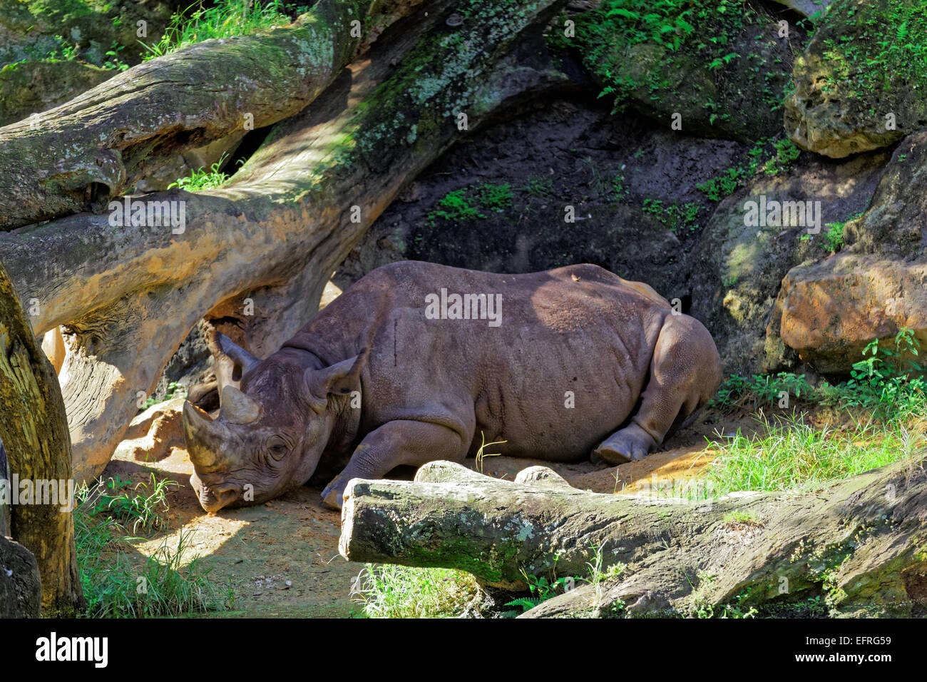 Rhino and tree hi-res stock photography and images - Alamy