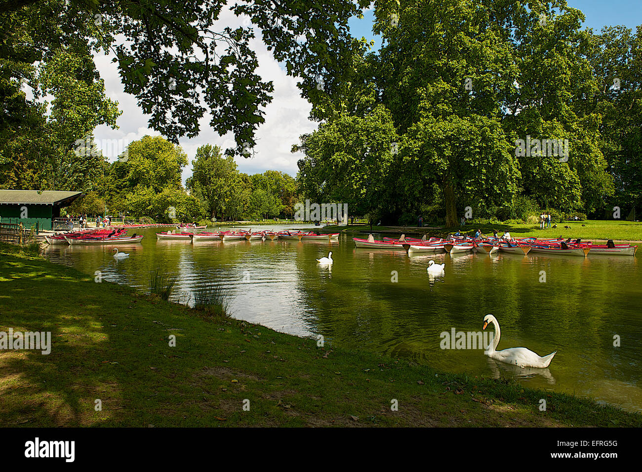 Swans at Lake Daumesnil, Paris, France Stock Photo - Alamy