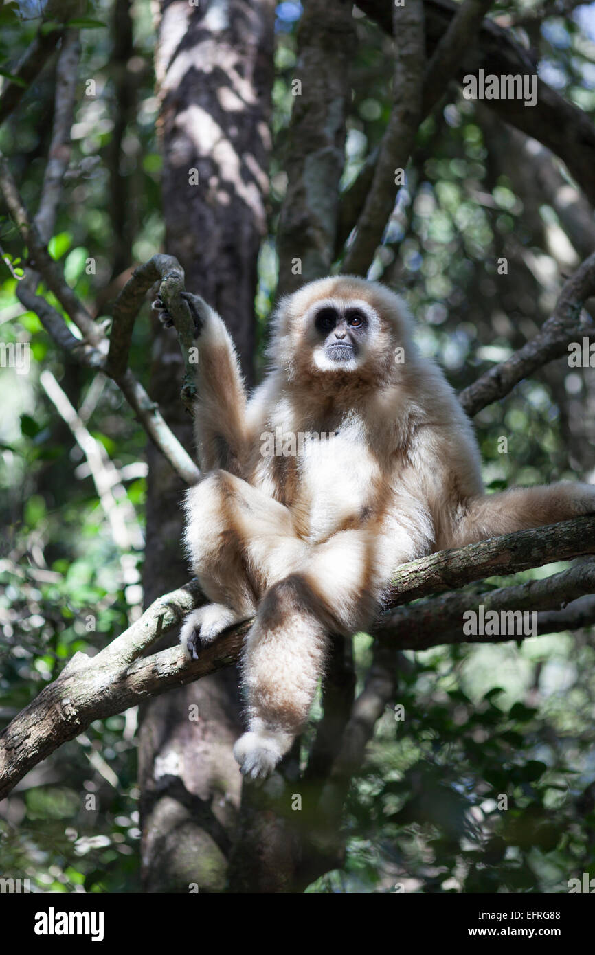 Golden gibbon hi-res stock photography and images - Alamy