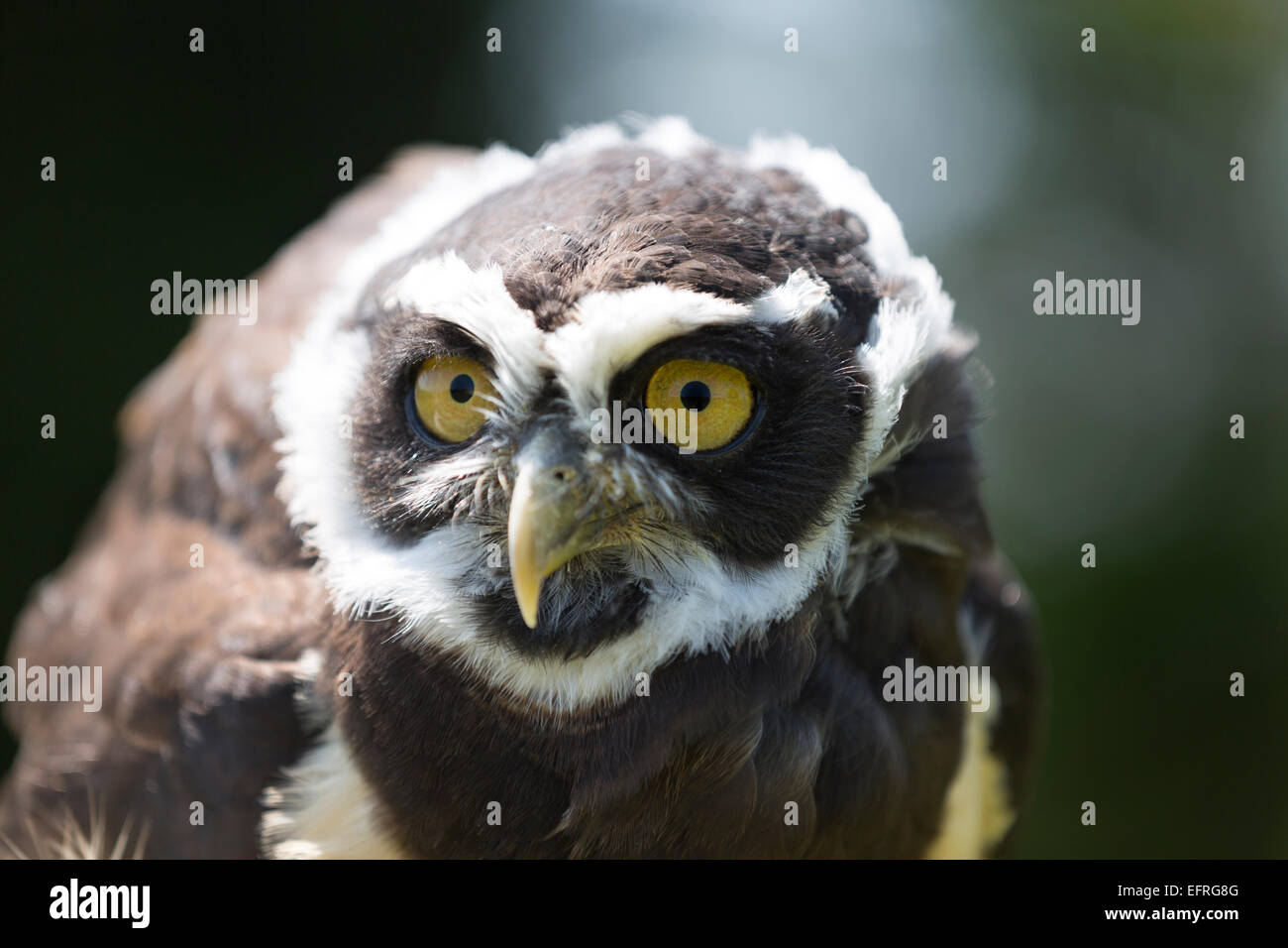 Owl eyebrows hi-res stock photography and images - Alamy