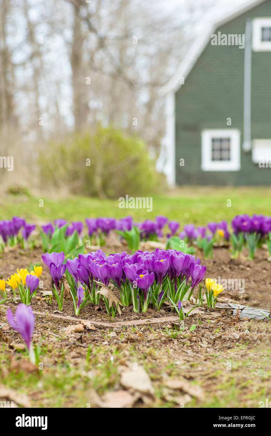 Crocus growing in a rural garden with a barn in the background Stock ...