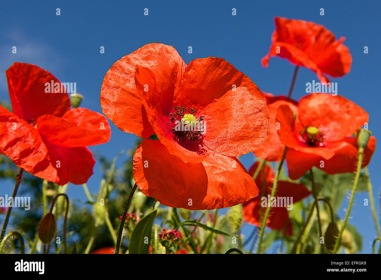 Poppy flowers hi-res stock photography and images - Alamy