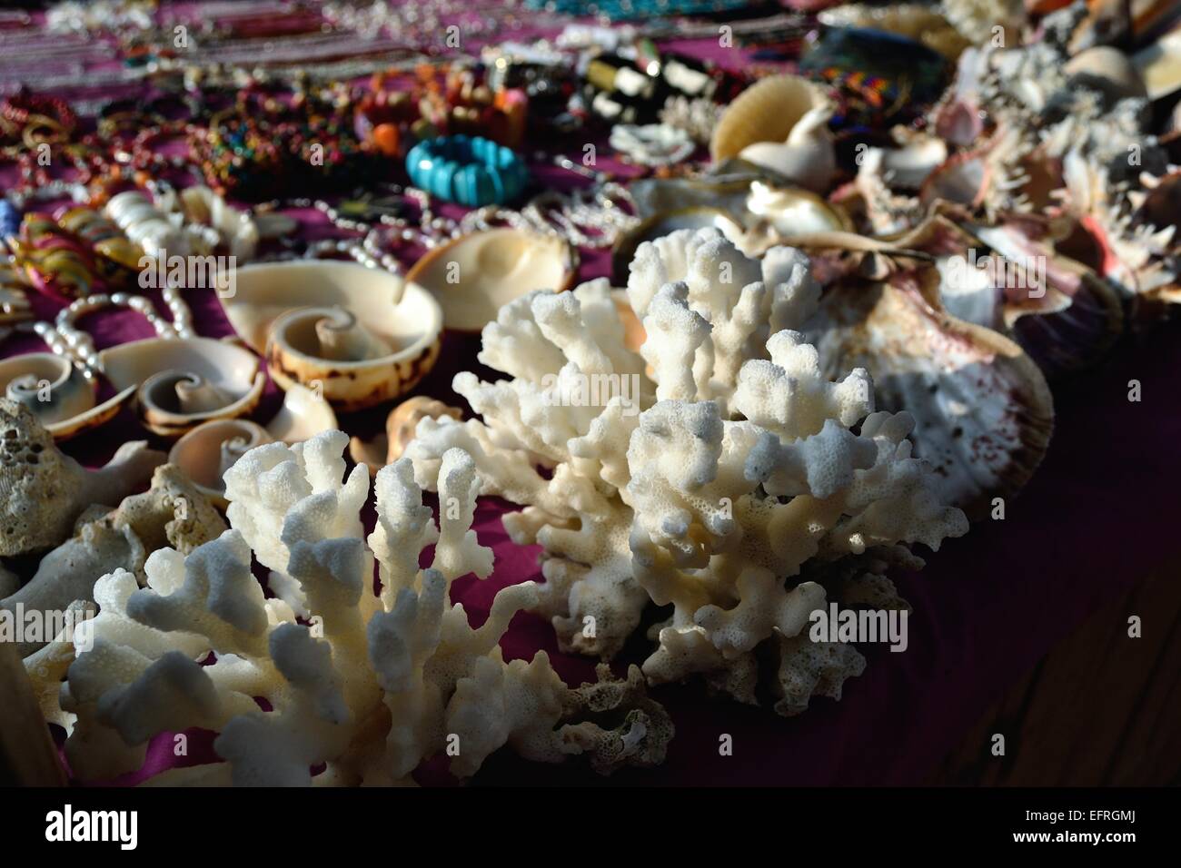 Typical coral reef in hi-res stock photography and images - Alamy