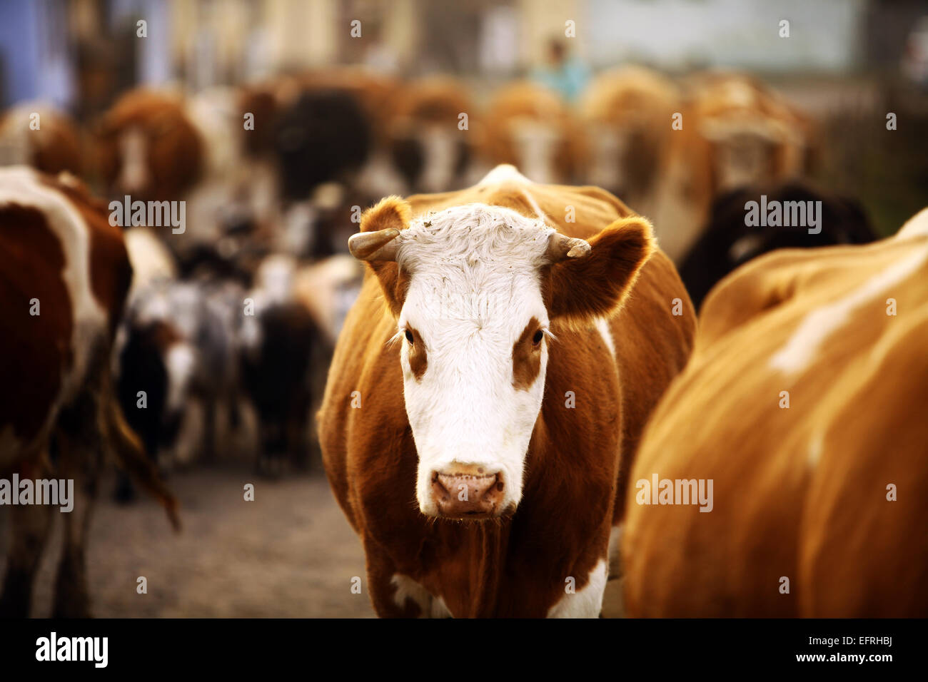 Color horizontal shot of some cows on a village road, at sunrise Stock ...