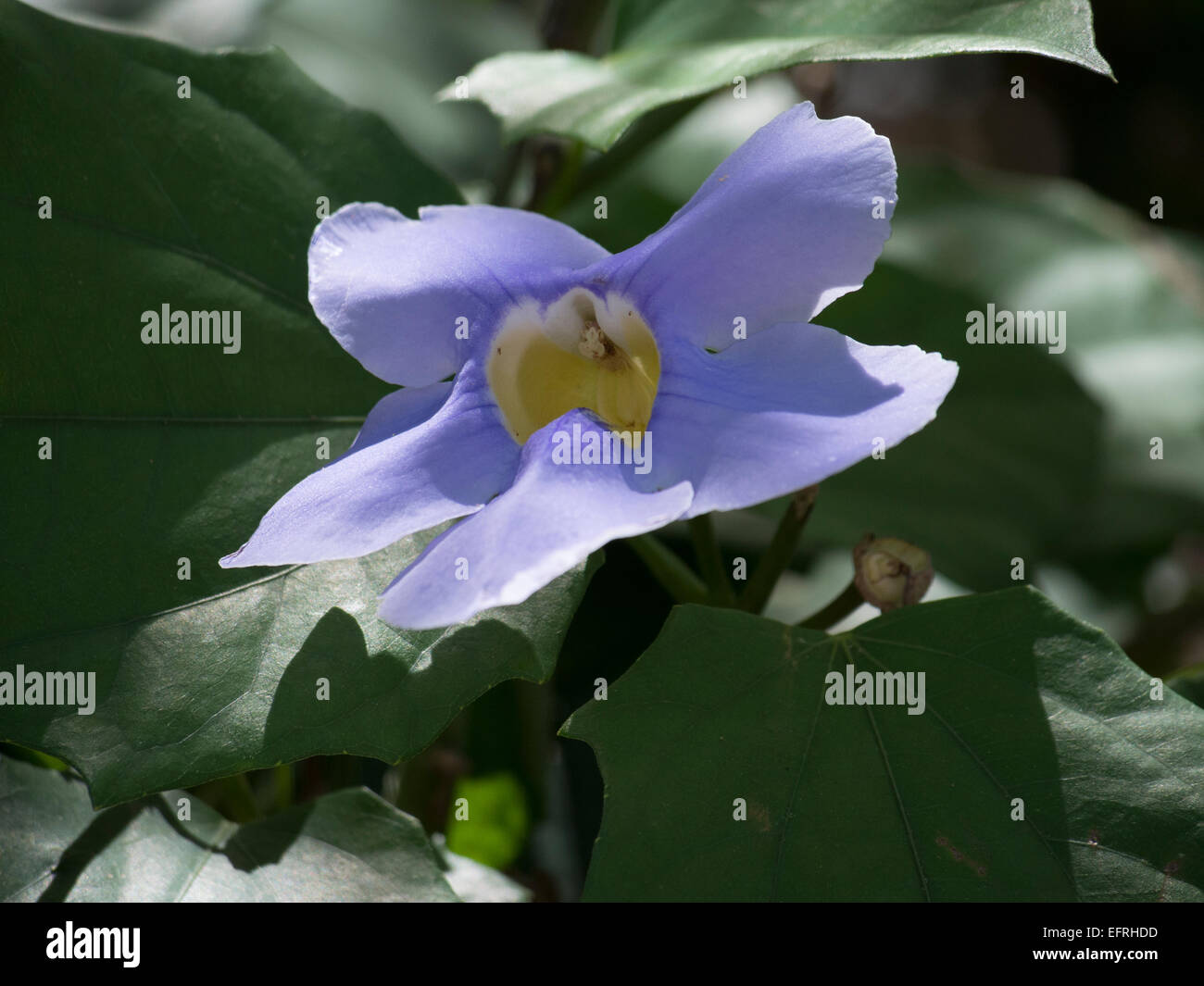 Blue flower of Costa Rica Stock Photo - Alamy