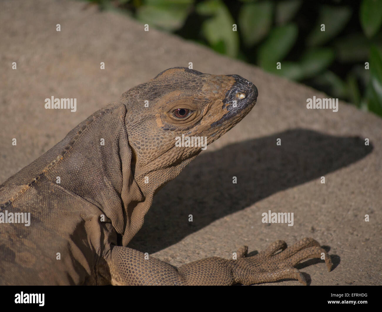 Face of an Iguana Stock Photo - Alamy
