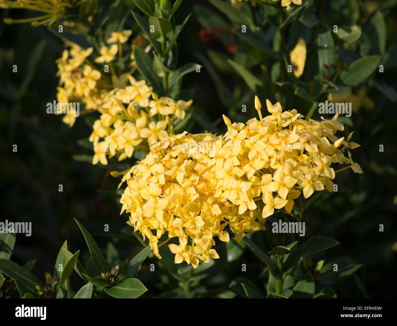 Yellow flower in the hydrangia family Stock Photo - Alamy