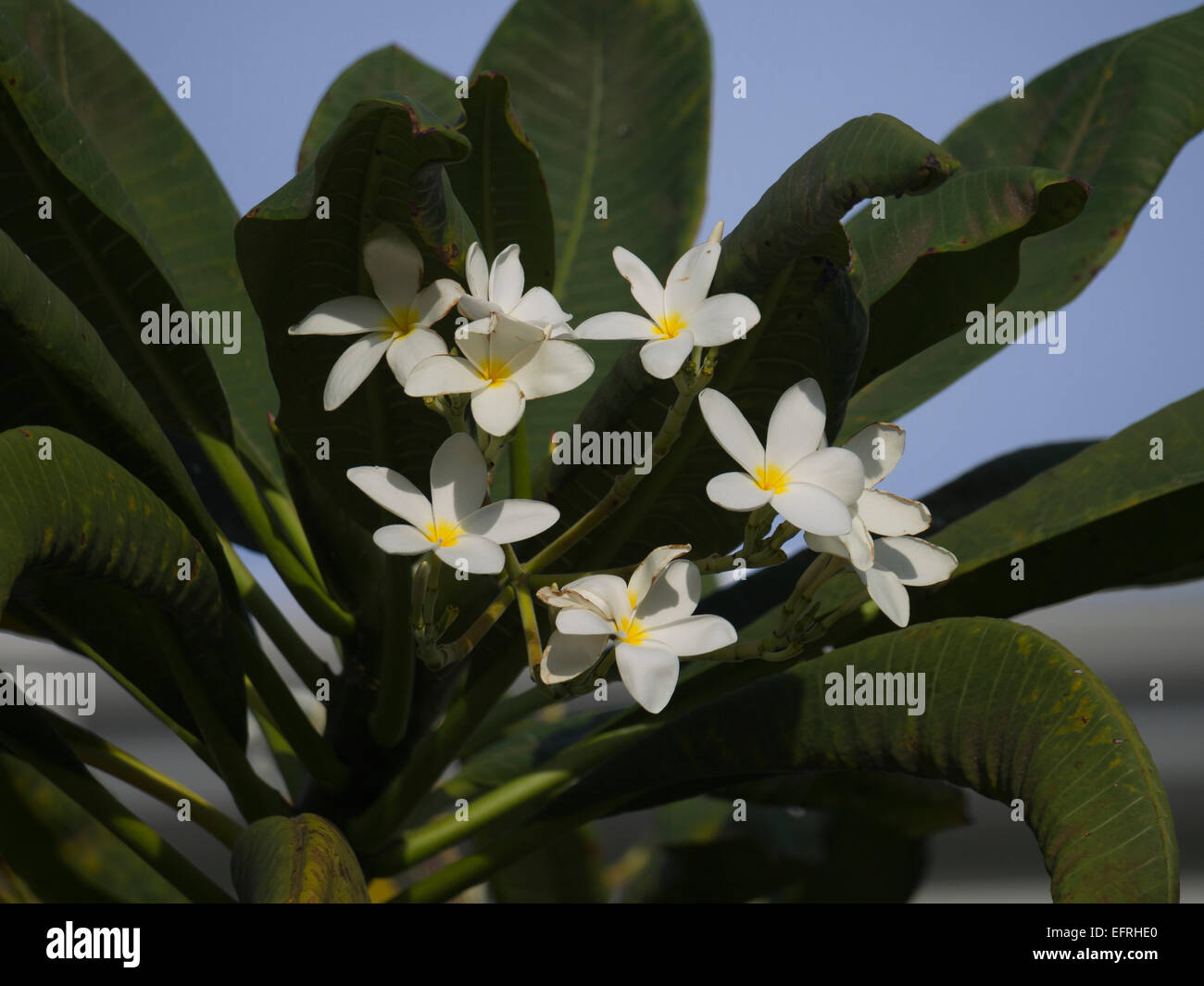 Guanacaste costa rica flowers hi-res stock photography and images - Alamy