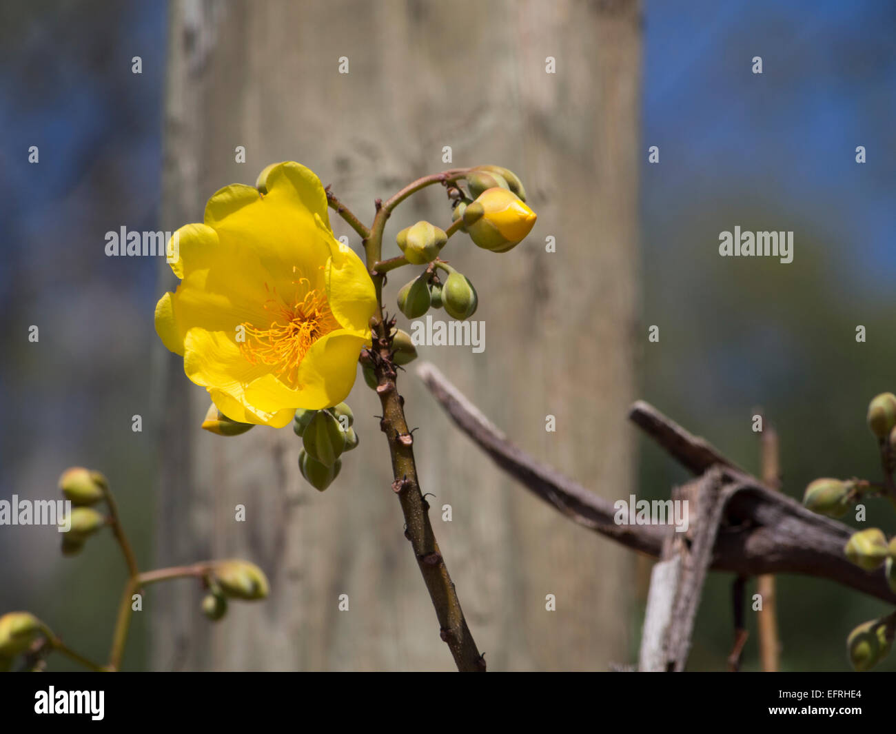 Yellow flower of Costa Rica Stock Photo - Alamy