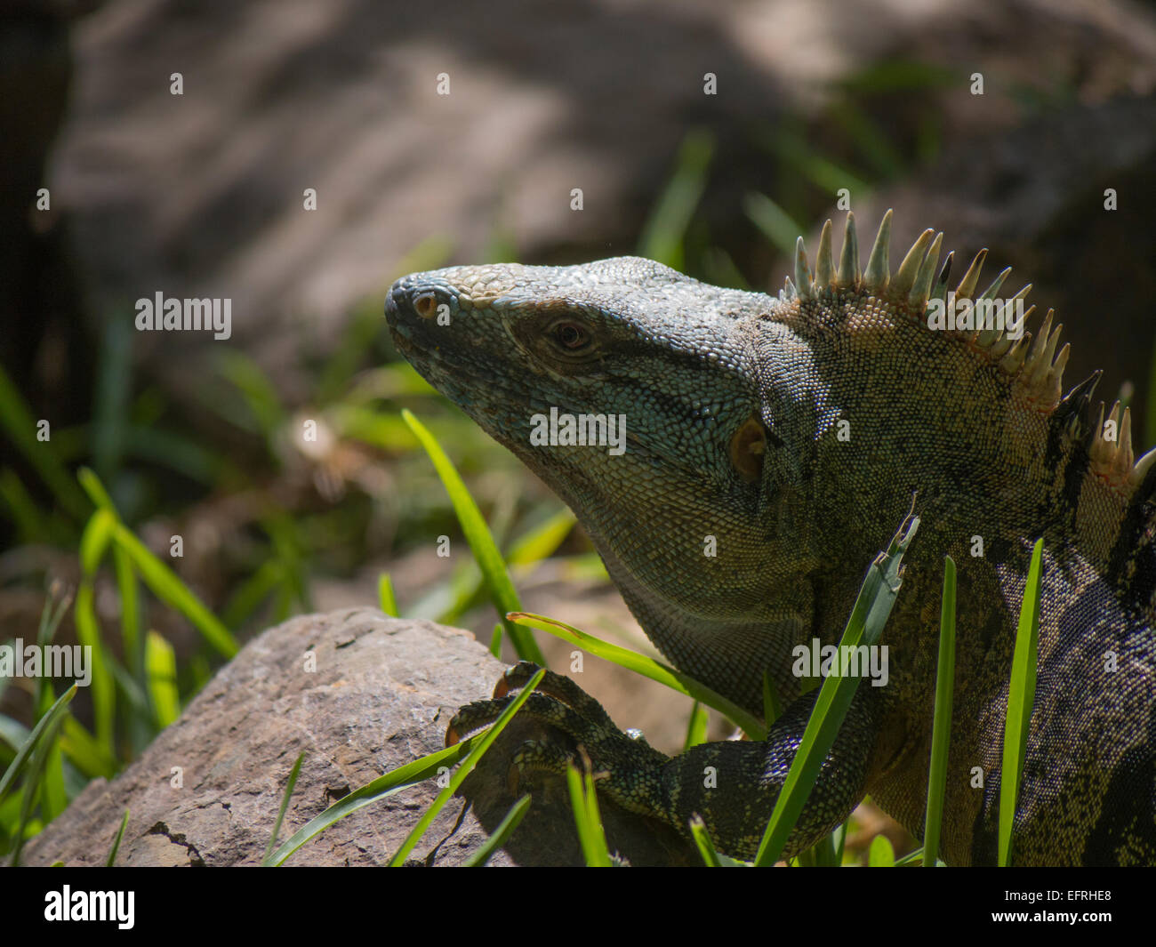 Iguana with grass Stock Photo - Alamy