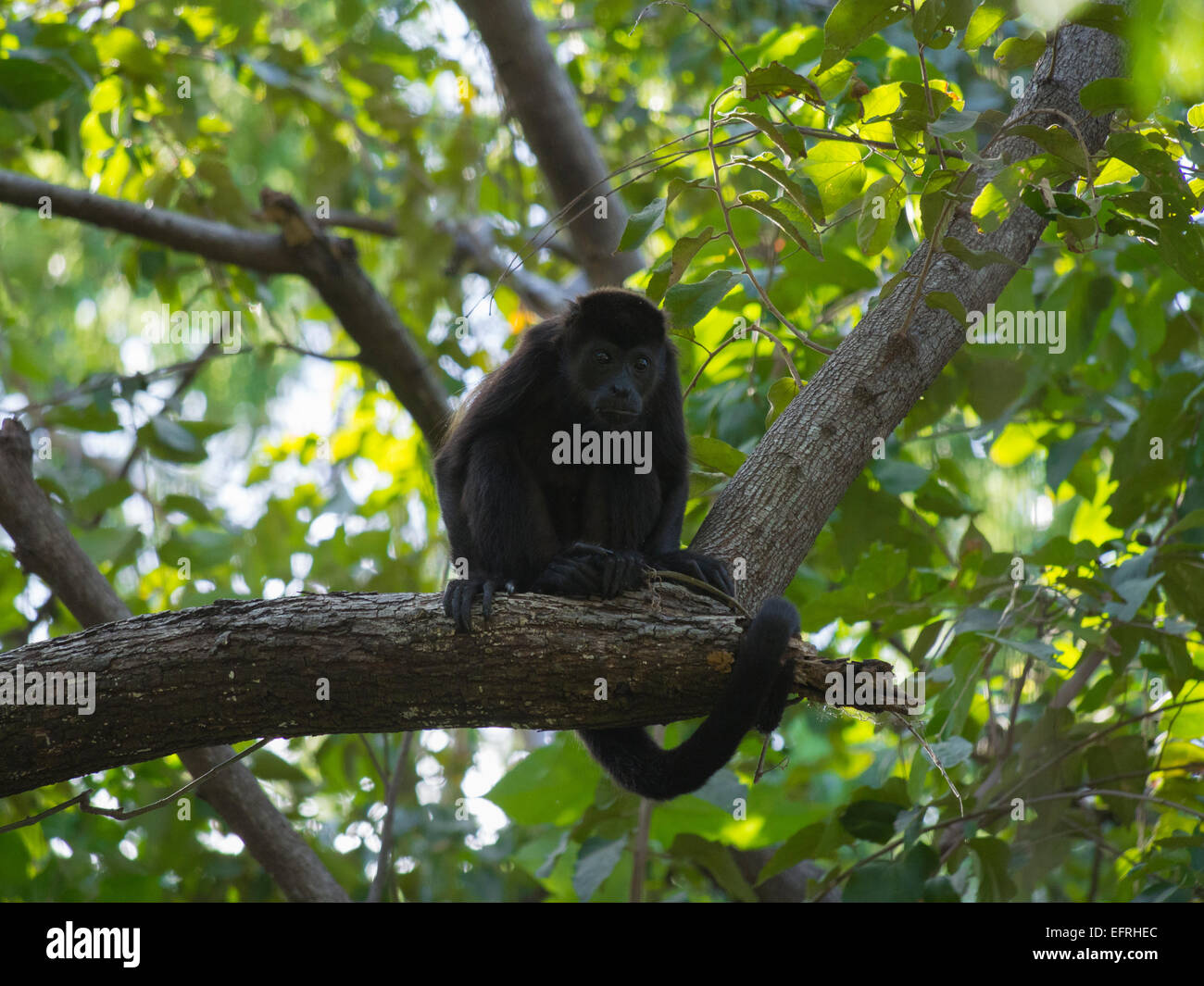 Howling monkey sitting on a branch Stock Photo - Alamy
