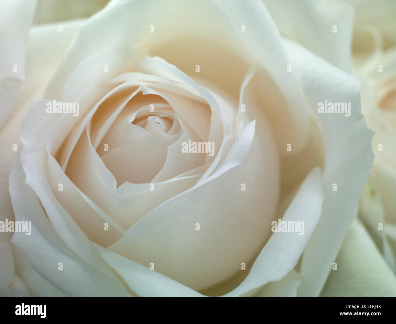 Close-up shot of Alba Rose Stock Photo - Alamy