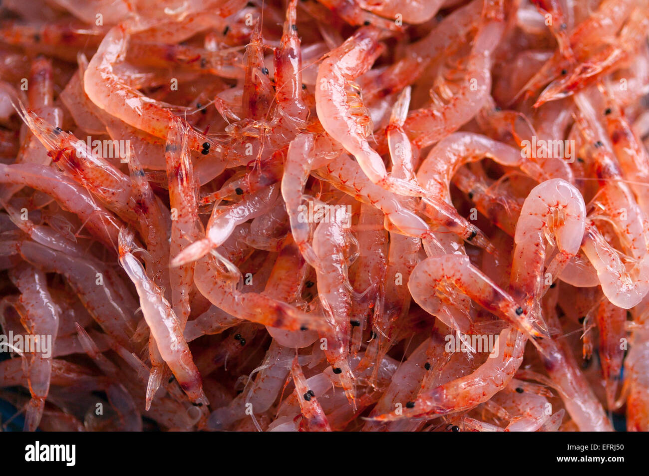 Sakura shrimp hi-res stock photography and images - Alamy