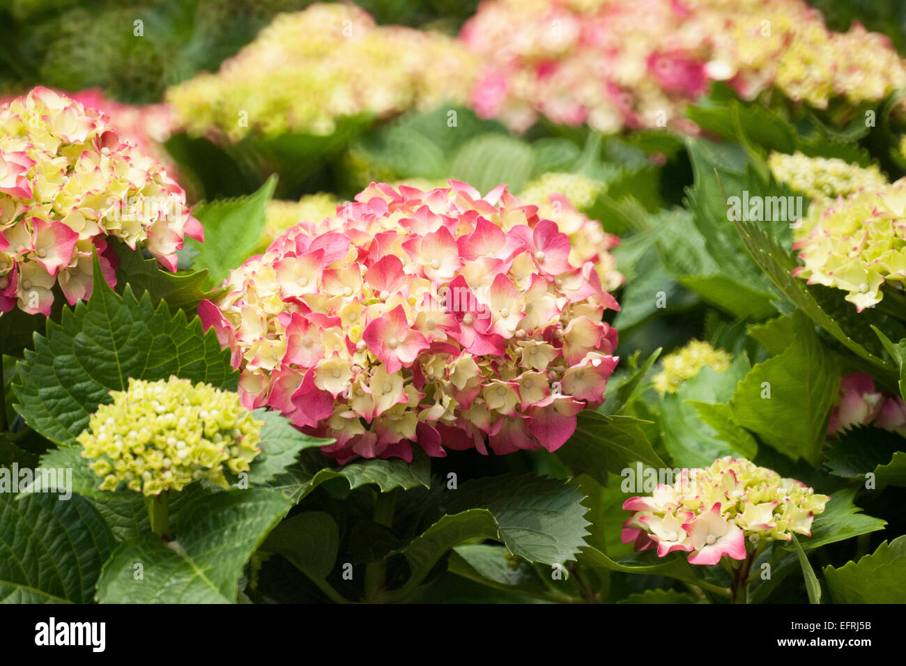 Hydrangea hi-res stock photography and images - Alamy