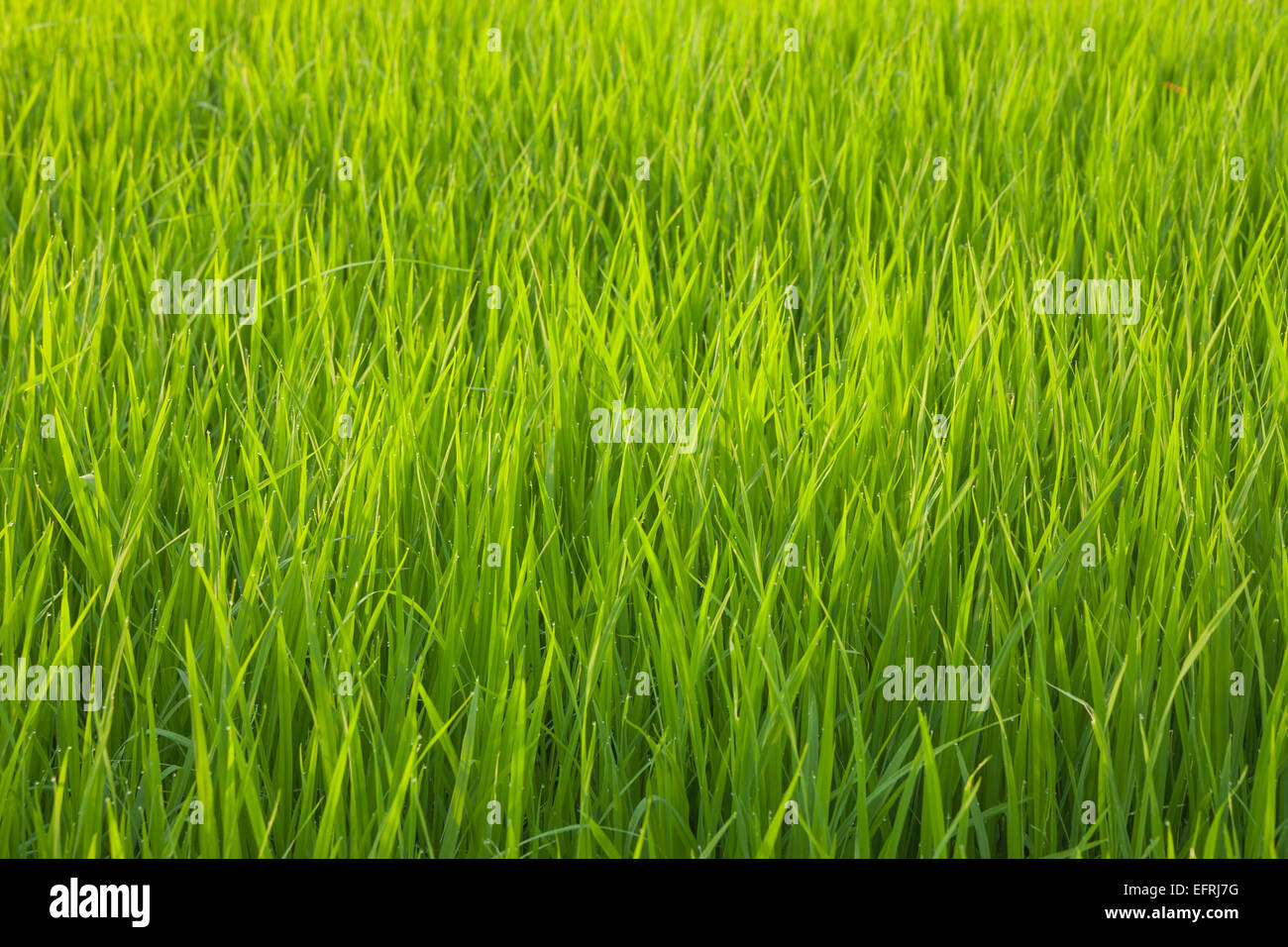 organic rice field with dew drops during sunset Stock Photo - Alamy