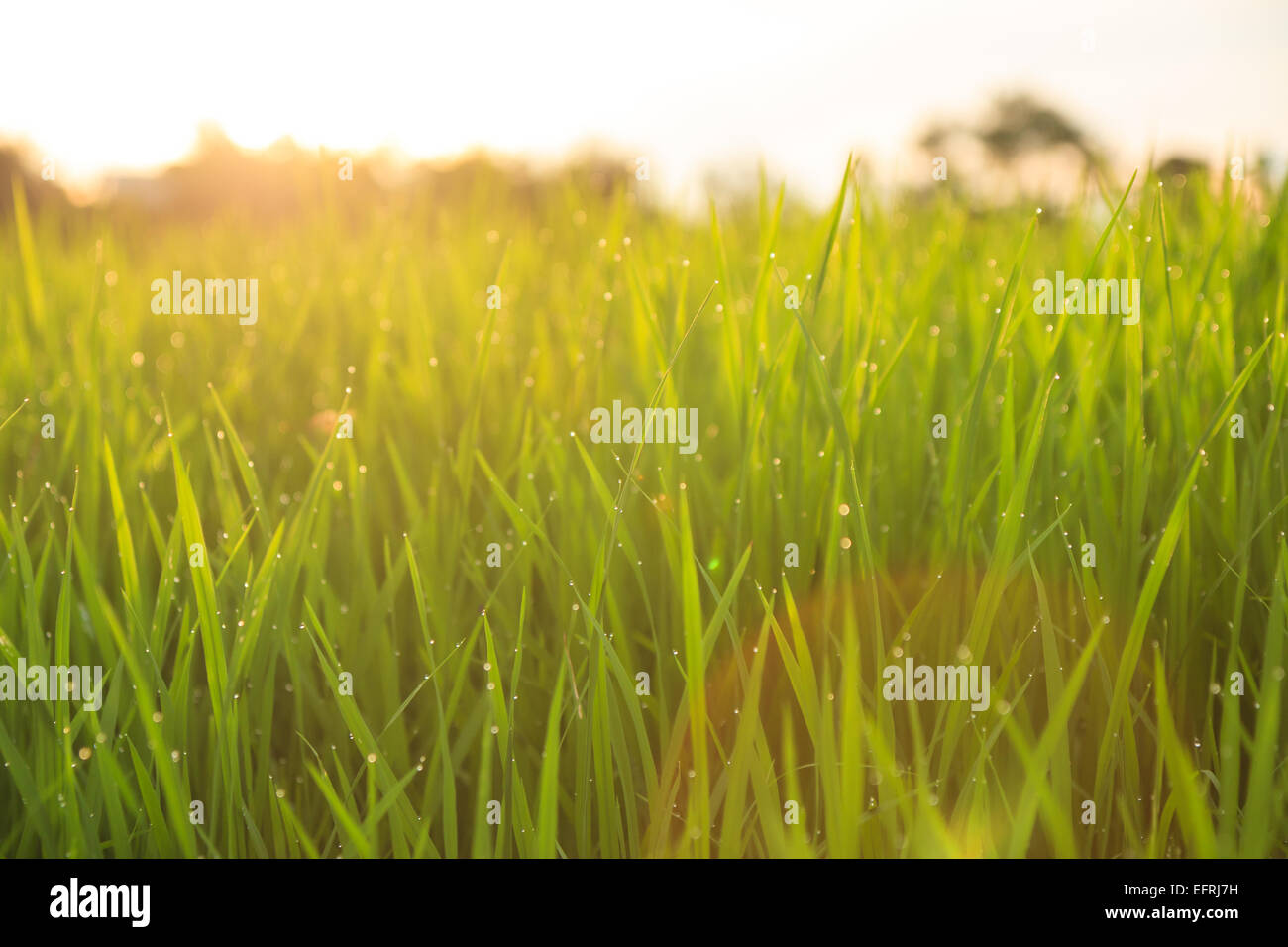 organic rice field with dew drops during sunset Stock Photo - Alamy