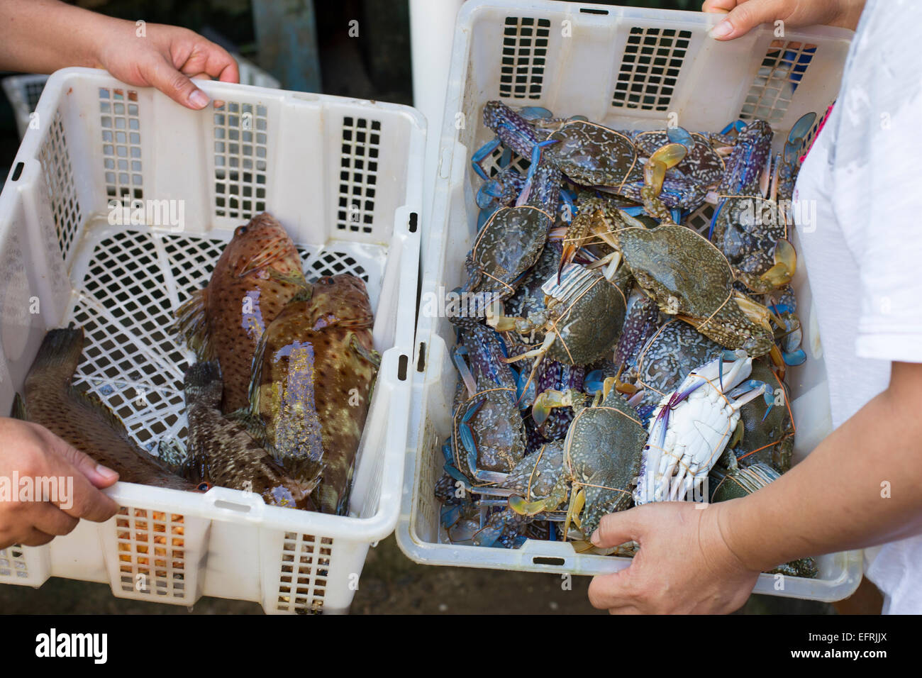 Men Carrying Fish High Resolution Stock Photography and Images - Alamy