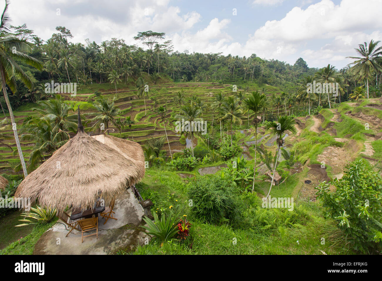 Rice terrace hi-res stock photography and images - Alamy