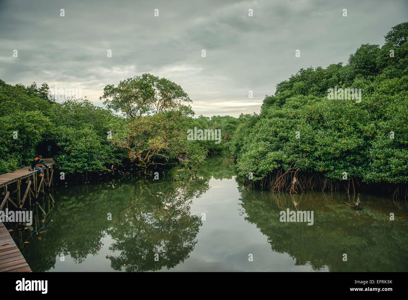 Tropical forest marsh hi-res stock photography and images - Alamy
