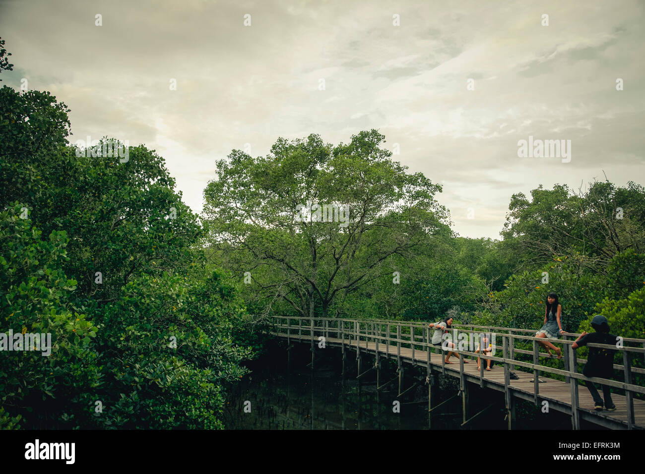 Mangrove forest in Bali, Indonesia Stock Photo - Alamy