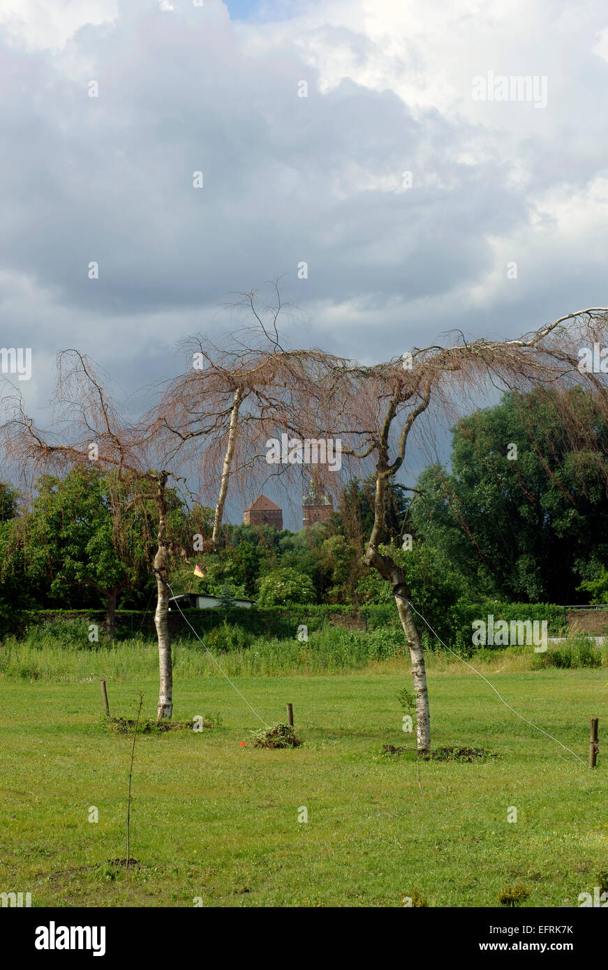 Drooping birch hi-res stock photography and images - Alamy