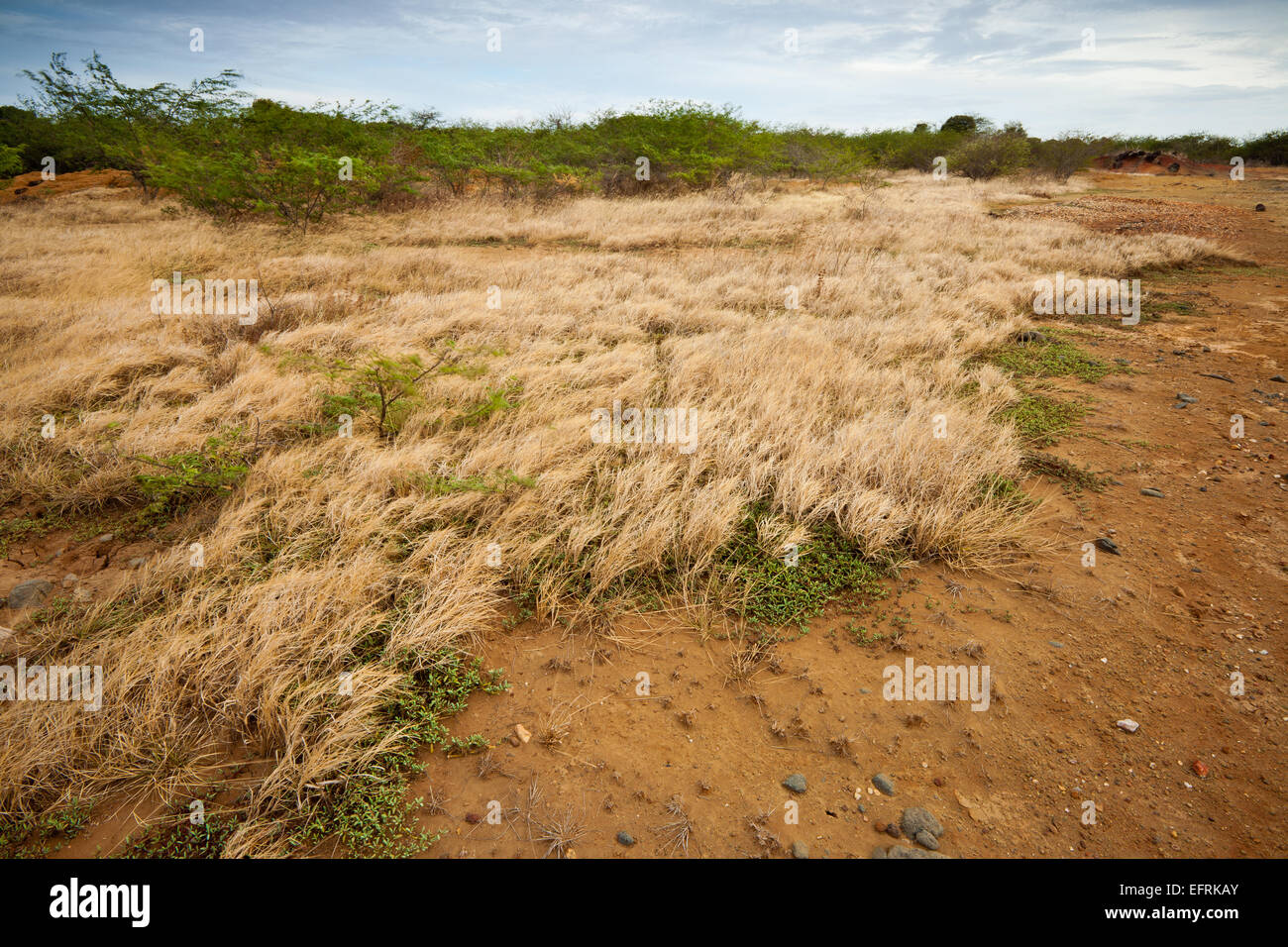 Dry grass in the Sarigua national park (desert), Herrera province ...