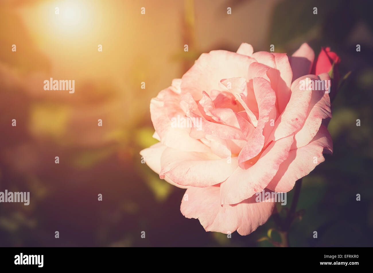 Beautiful rose flower hi-res stock photography and images - Alamy