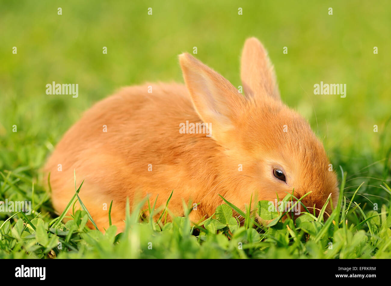 Rabbit on the grass hi-res stock photography and images - Alamy