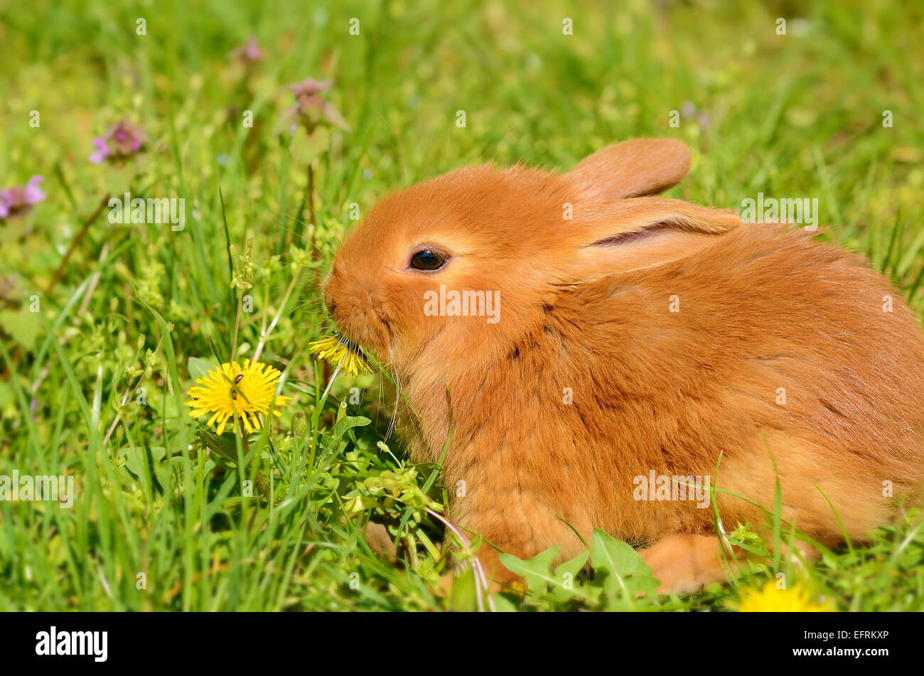 Little rabbit on green grass. Closeup photo Stock Photo - Alamy
