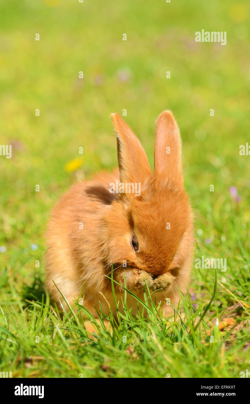 Sweet little bunny hi-res stock photography and images - Alamy