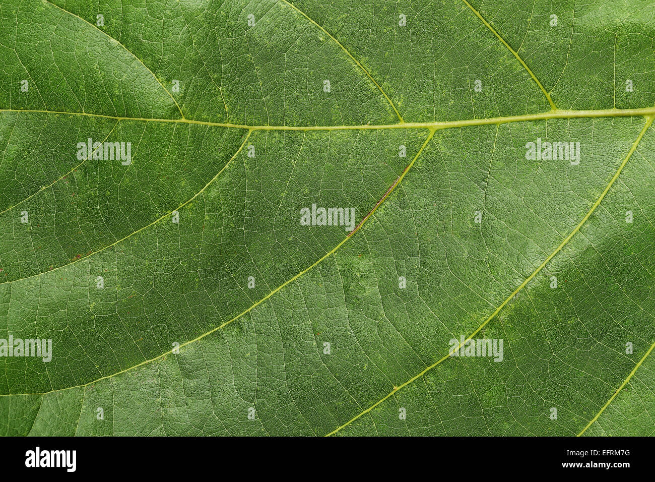 The texture and pattern of green leaf for the background Stock Photo ...