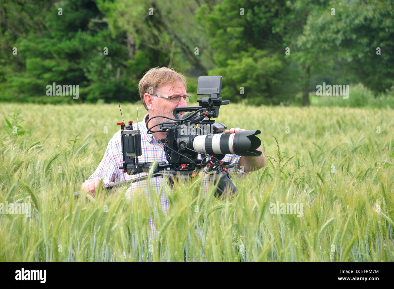 Cameraman at work in a wheat field Stock Photo - Alamy