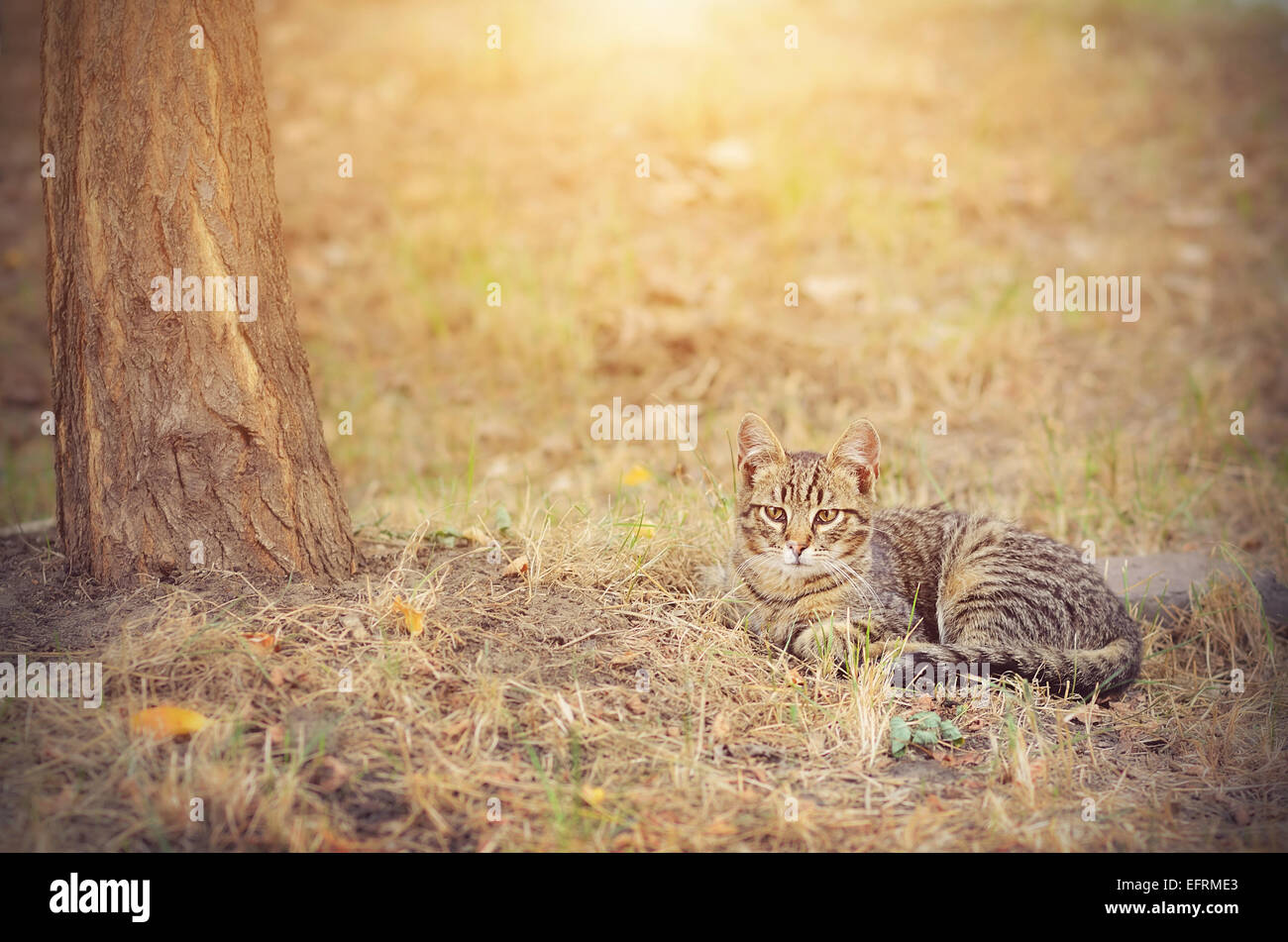 Sunny cat hi-res stock photography and images - Alamy