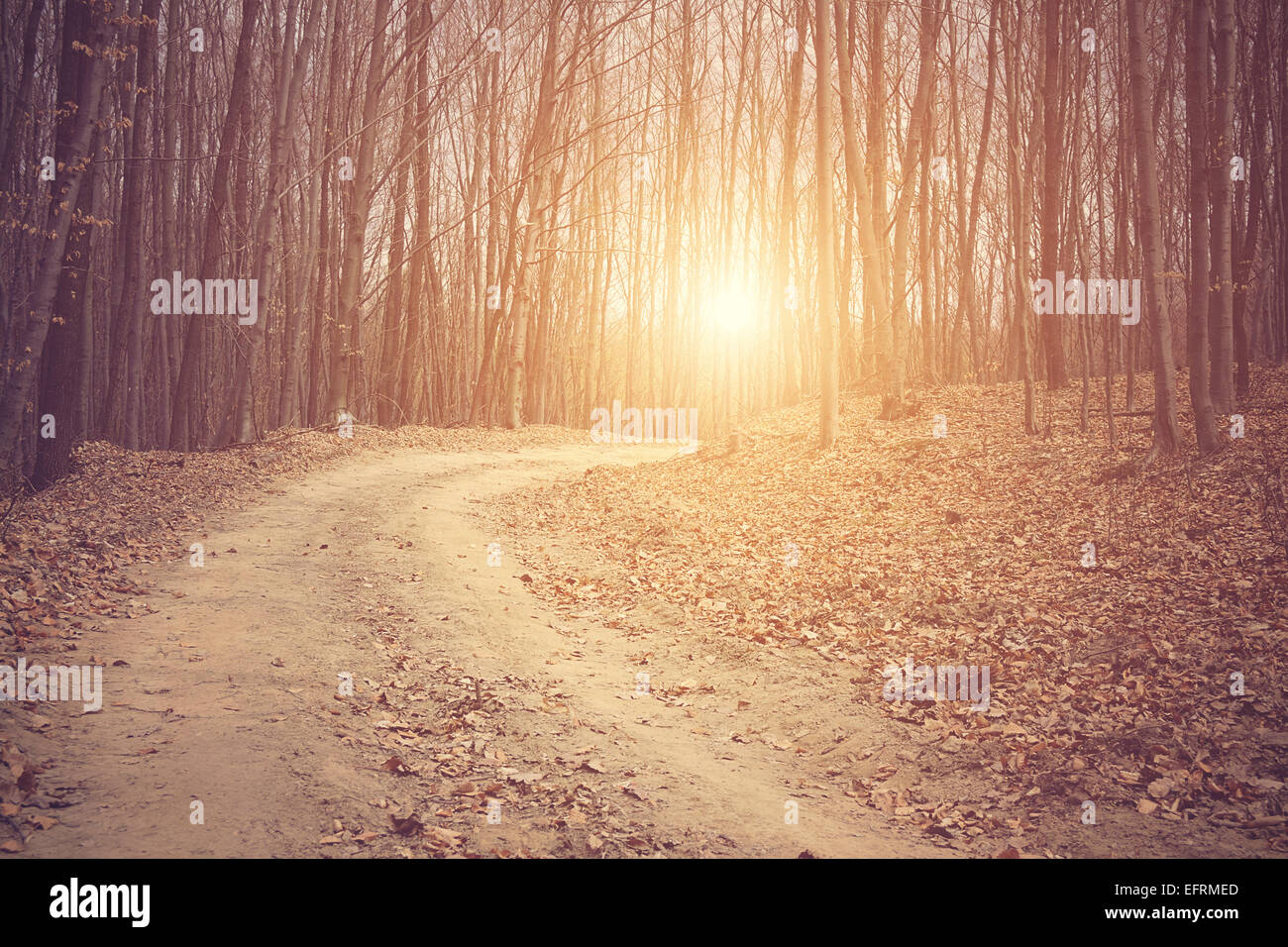 Path Inside Forest High Resolution Stock Photography and Images - Alamy