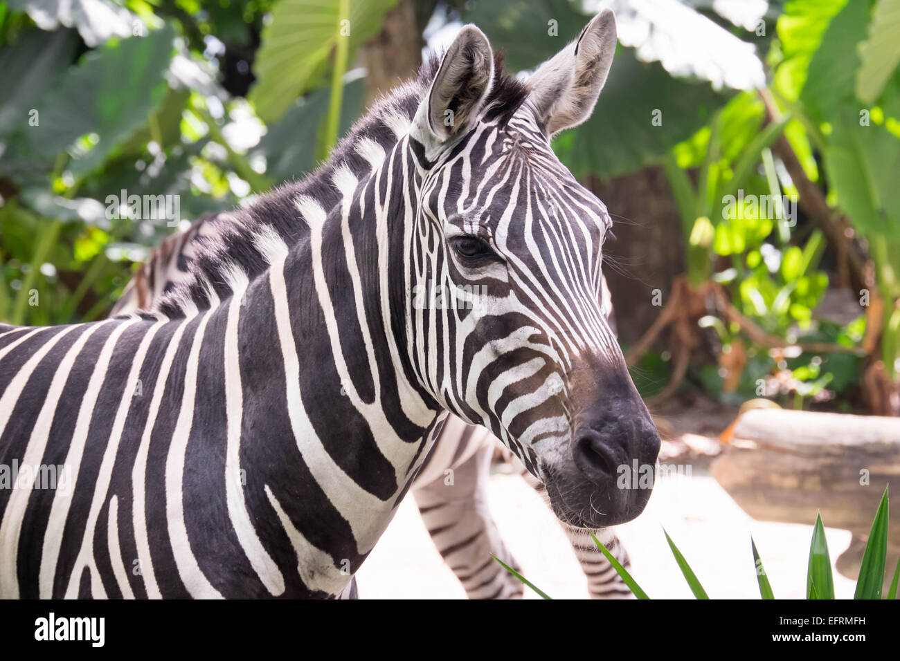 Singapore horse hi-res stock photography and images - Alamy