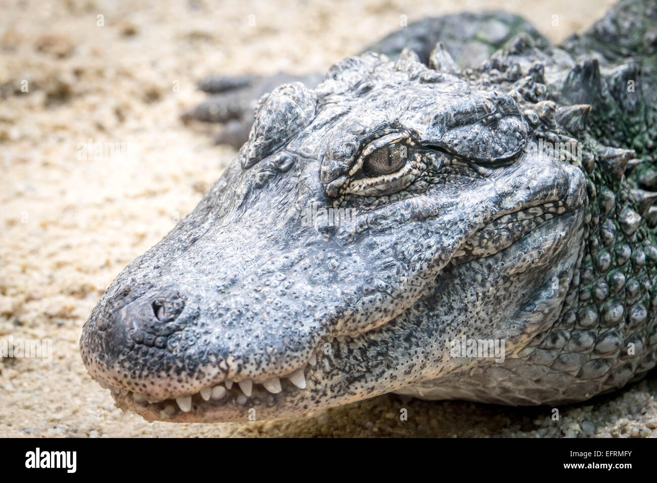 Eye of the croc Stock Photo - Alamy