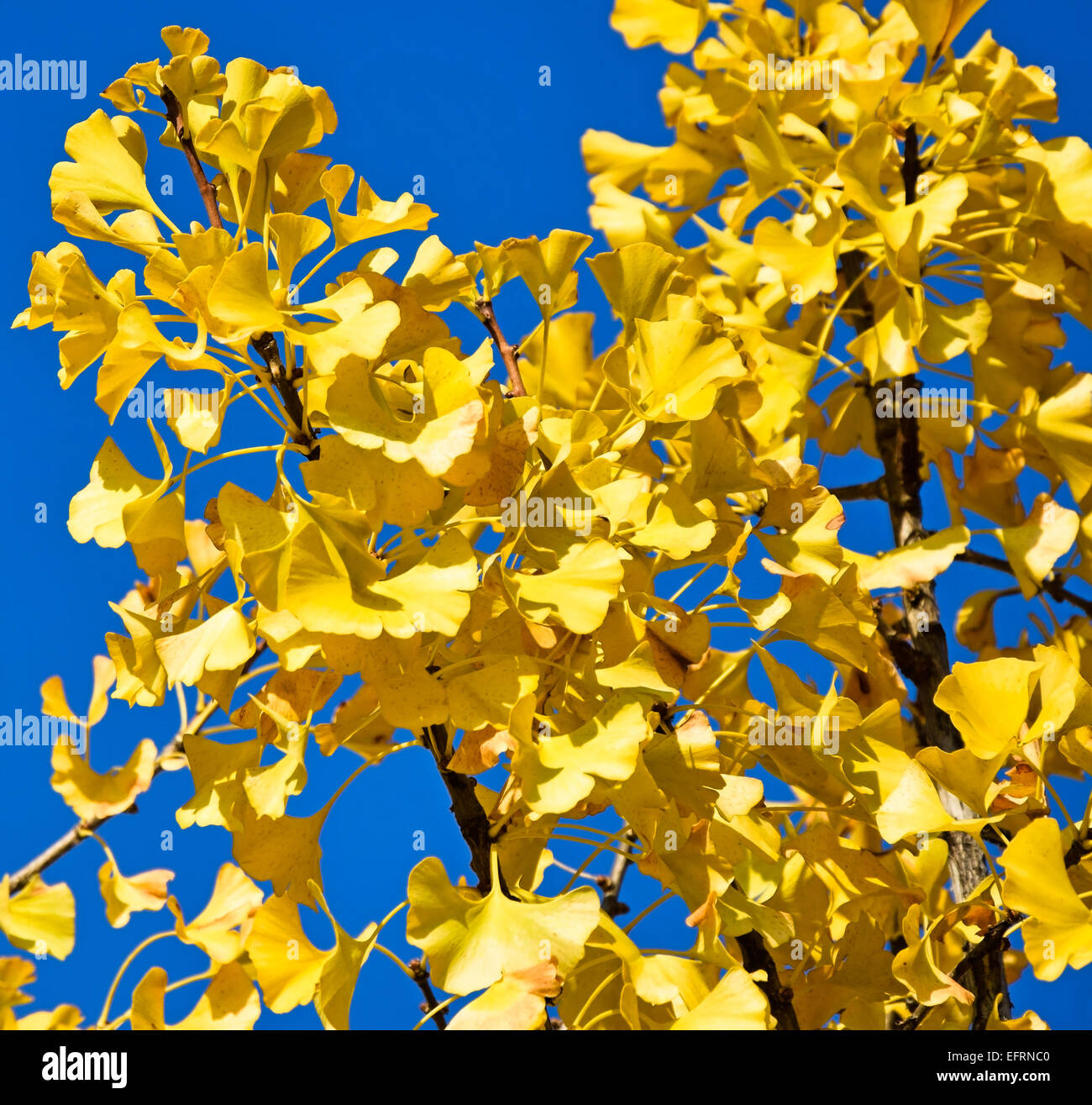 Ginkgo tree in autumn hi-res stock photography and images - Alamy
